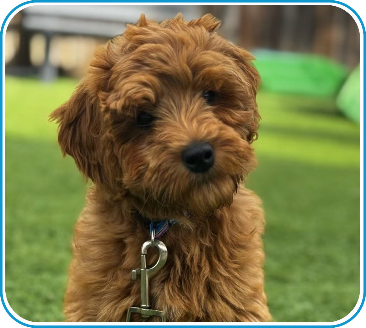 Working Through Walk Anxiety in Dogs — The Calm, Clear, Aly Way