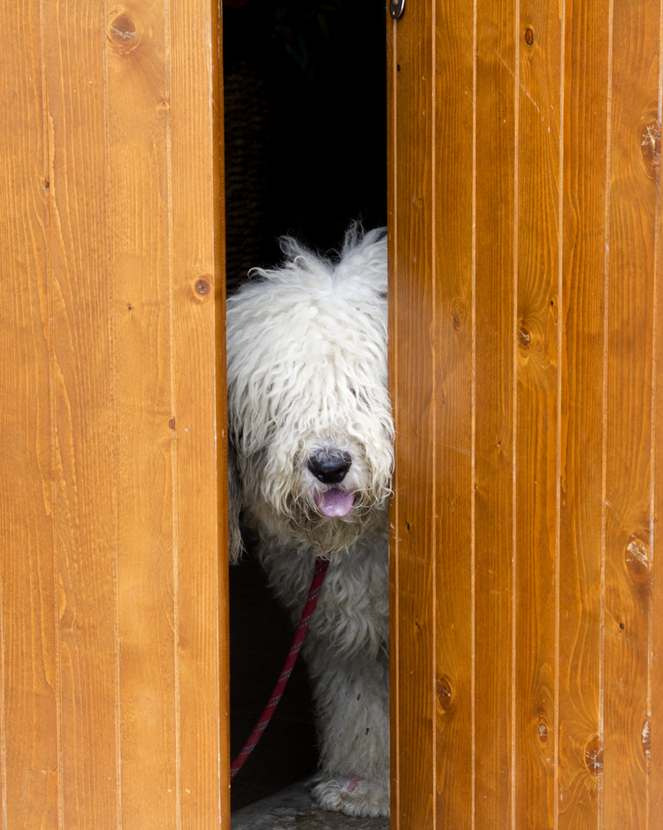 My Dog Startles, Acts Shy, Is Skittish or Vocal? Here’s What to Do!