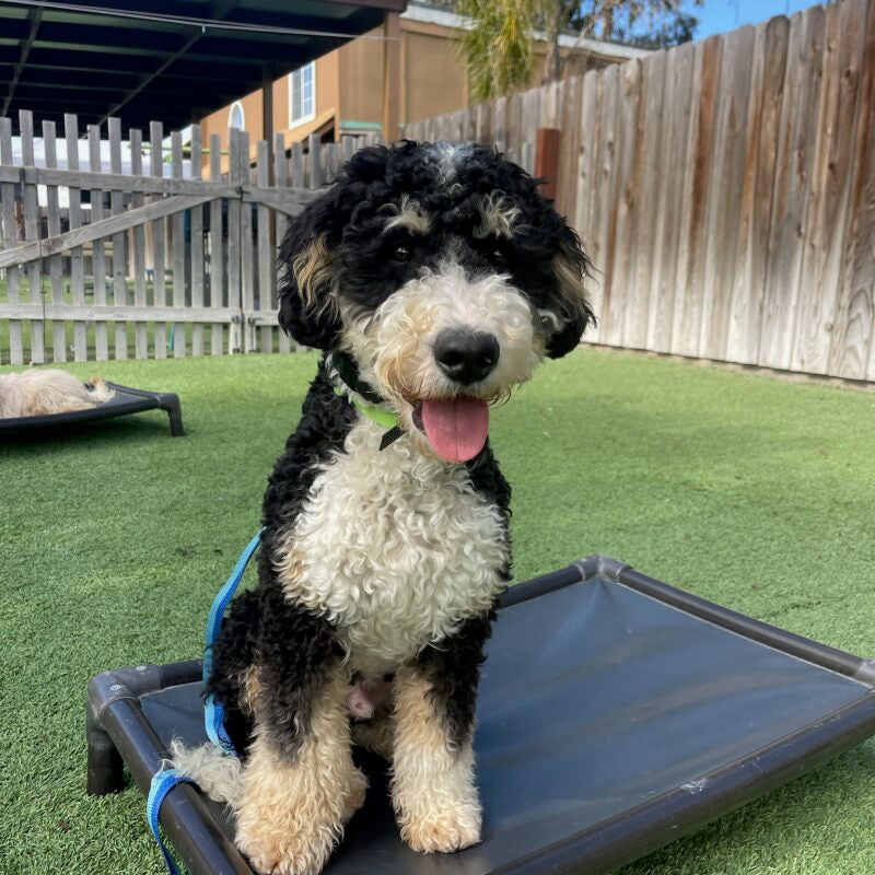 The Importance of the Pillars in Dog Training!